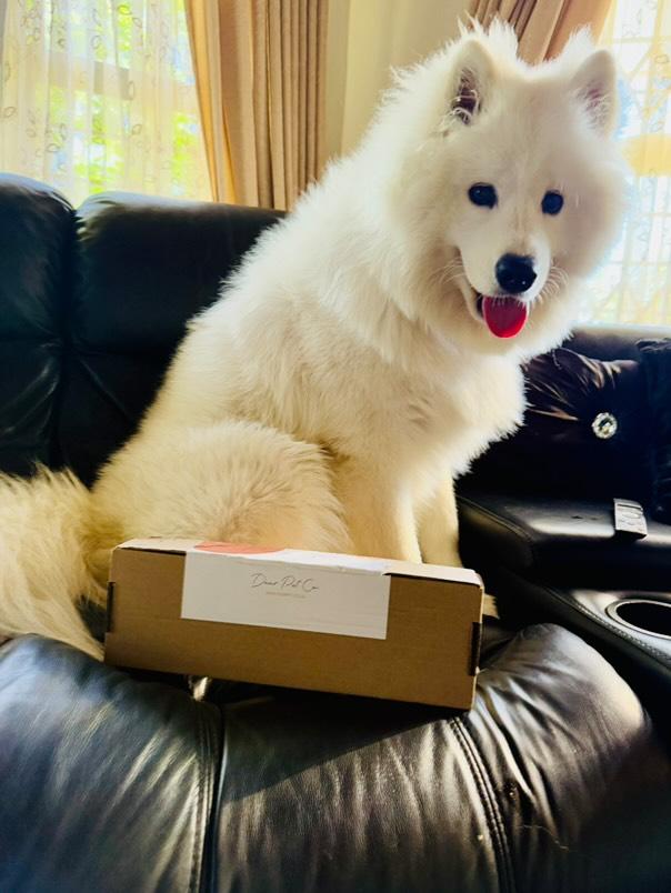 Introducing Gio! – Dear Pet Company