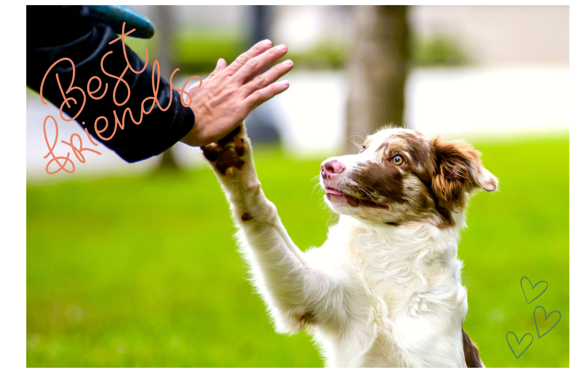 Celebrating International Best Friend Day with Your Dog – Dear Pet Company